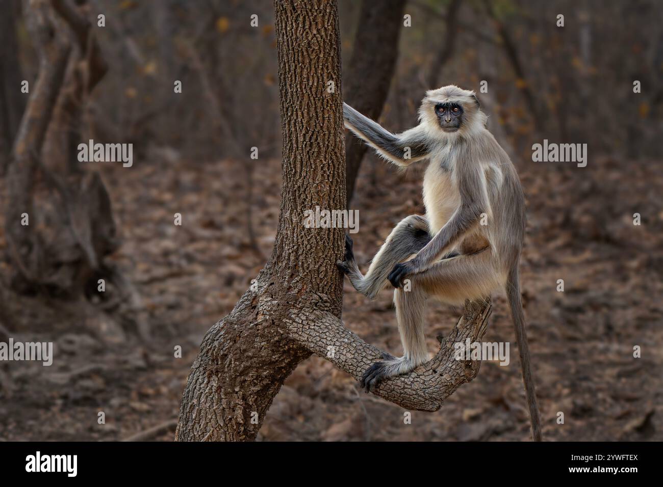 Indian langur in gujarat hi-res stock photography and images - Alamy