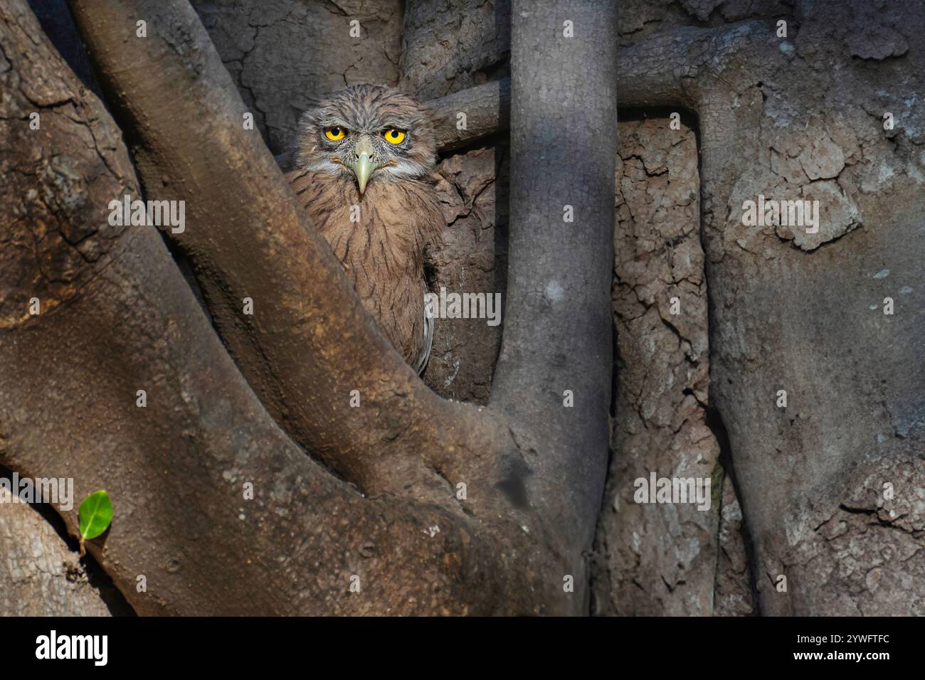 India brown hi-res stock photography and images - Alamy