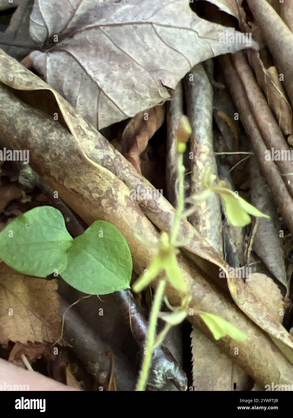 Kidneyleaf hi-res stock photography and images - Alamy