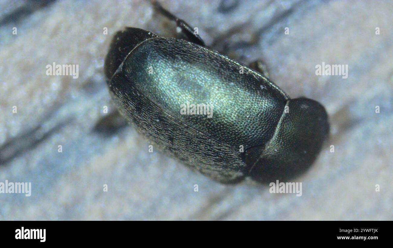Common Pollen Beetle (Brassicogethes aeneus Stock Photo - Alamy