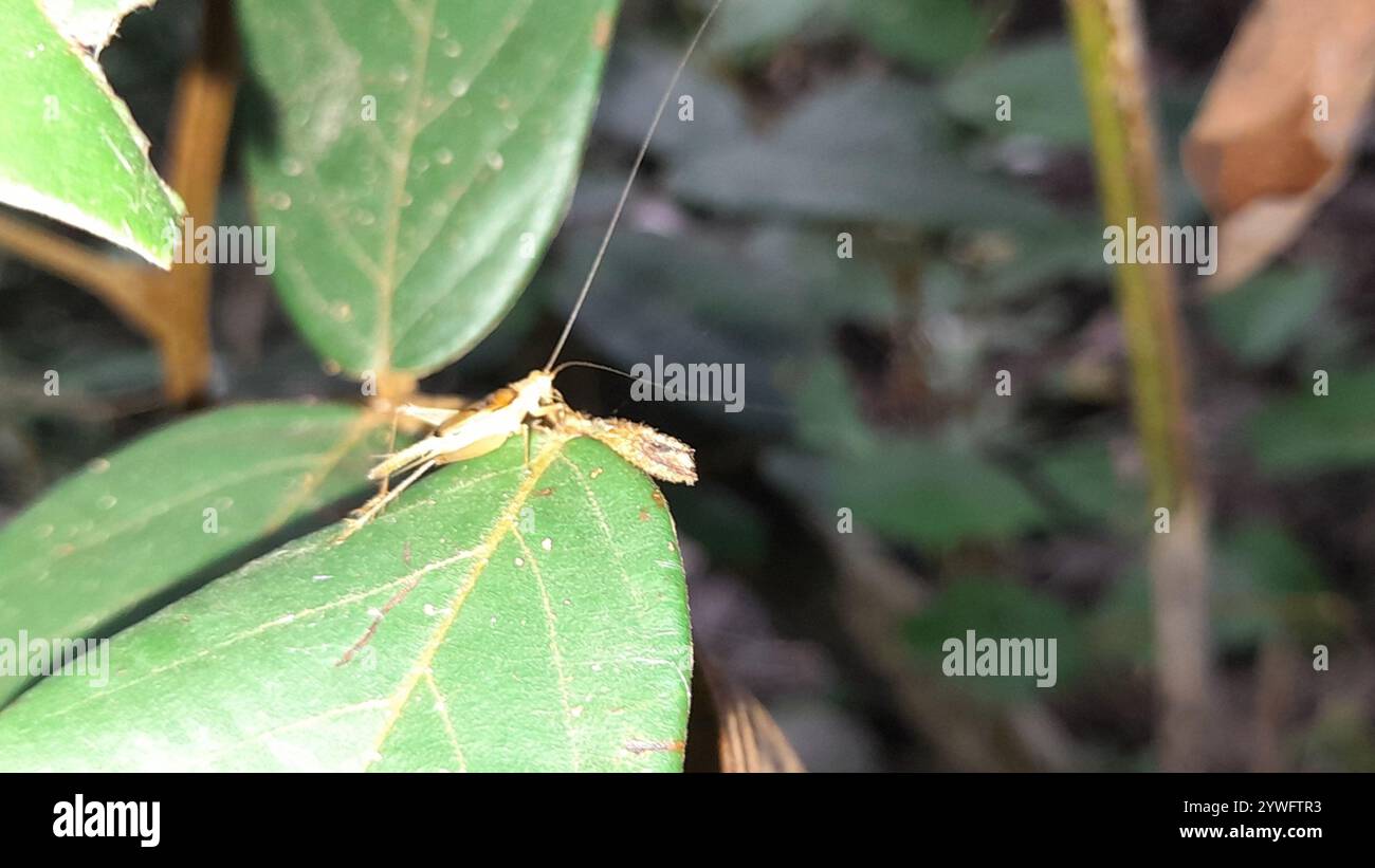 Trigs, Sword-tailed Crickets, and Ground Crickets (Trigonidiidae Stock ...