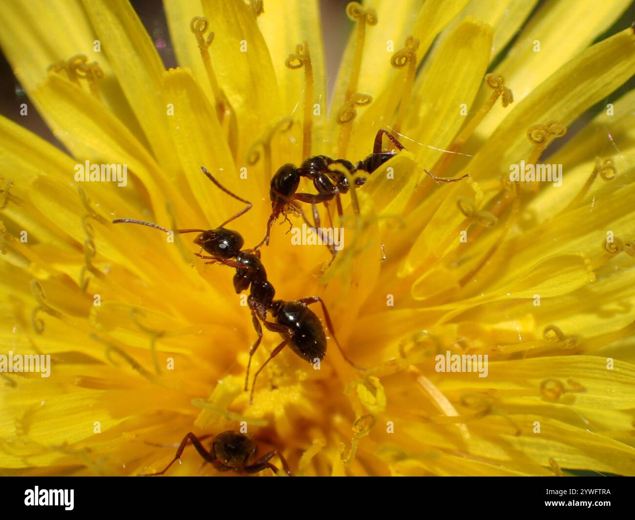 Neogagates-group Field Ants (Formica neogagates Stock Photo - Alamy