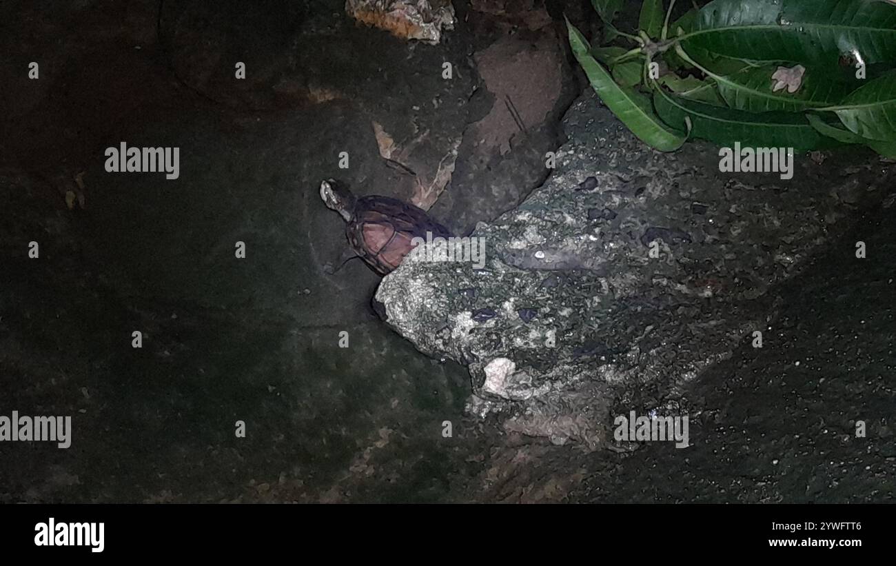 Scorpion Mud Turtle (Kinosternon scorpioides Stock Photo - Alamy