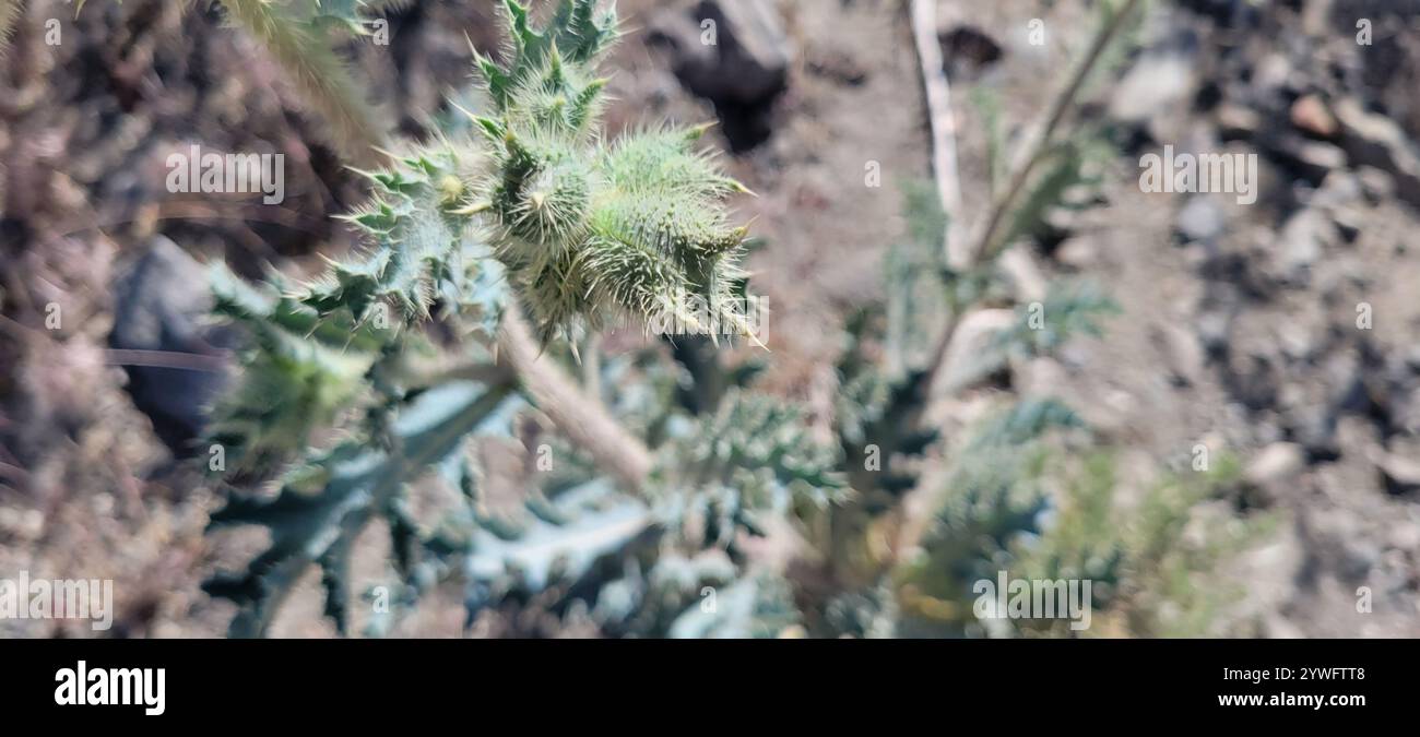 flatbud prickly poppy (Argemone munita Stock Photo - Alamy