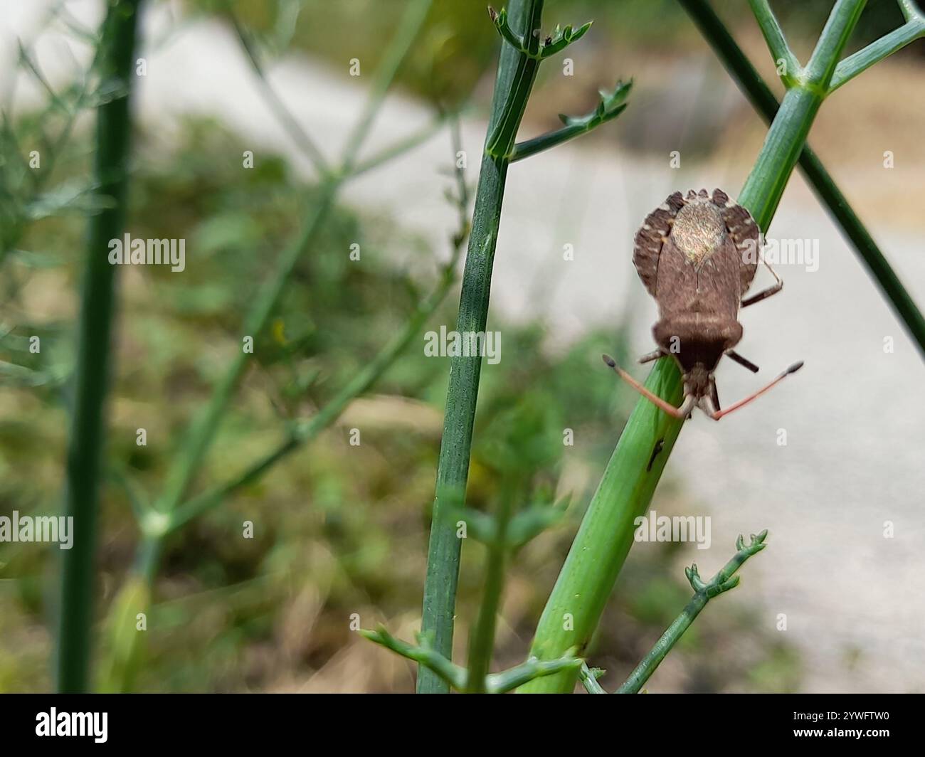 Enoplops hi-res stock photography and images - Alamy
