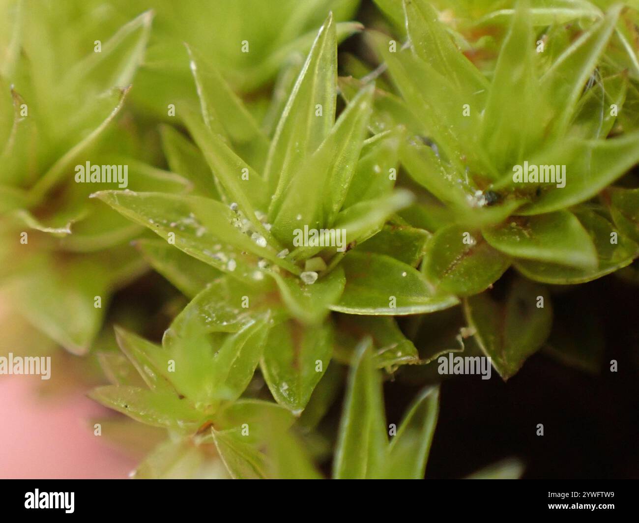 Long-leaved Thread Moss (Ptychostomum pseudotriquetrum Stock Photo - Alamy