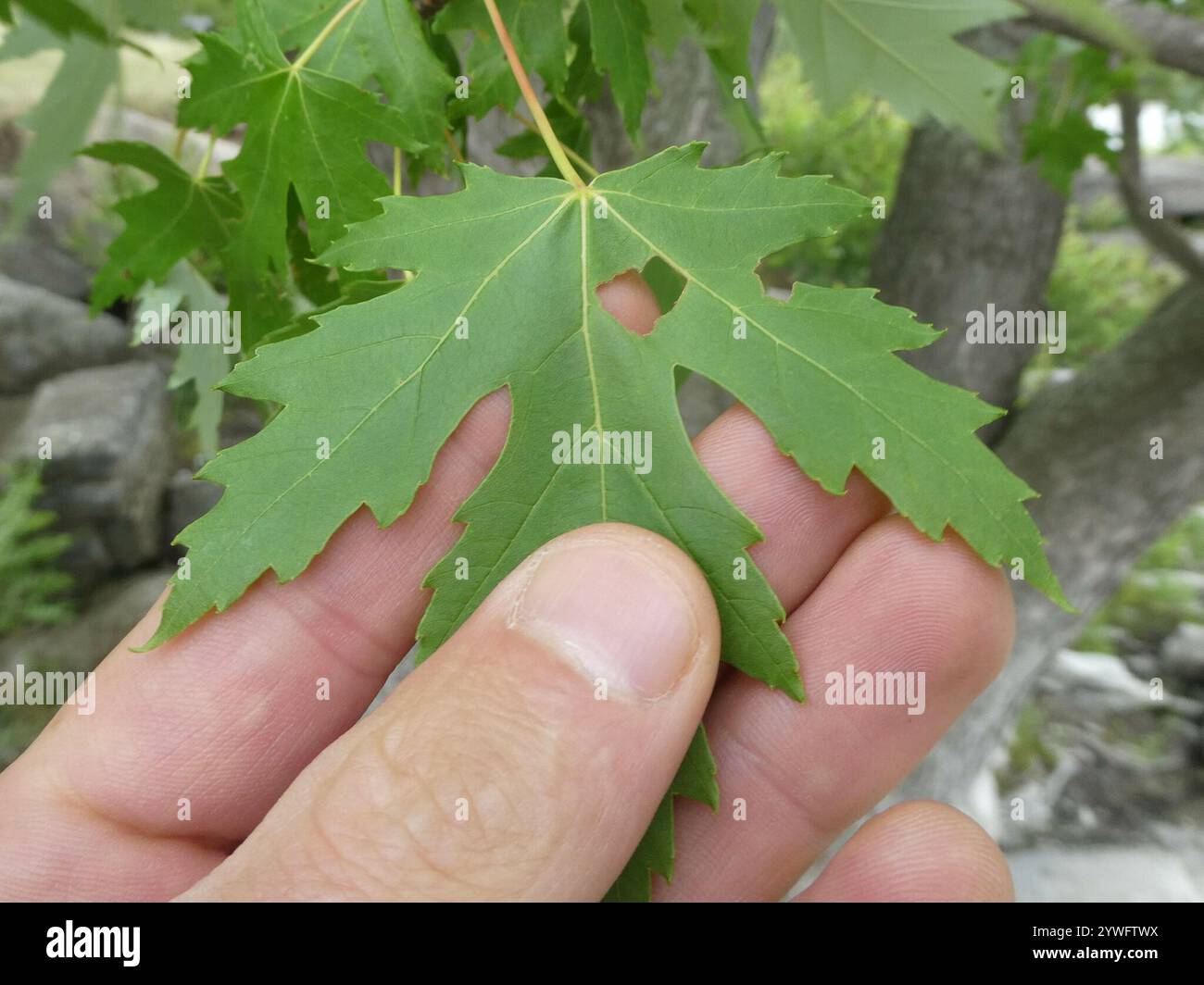 silver maple (Acer saccharinum Stock Photo - Alamy