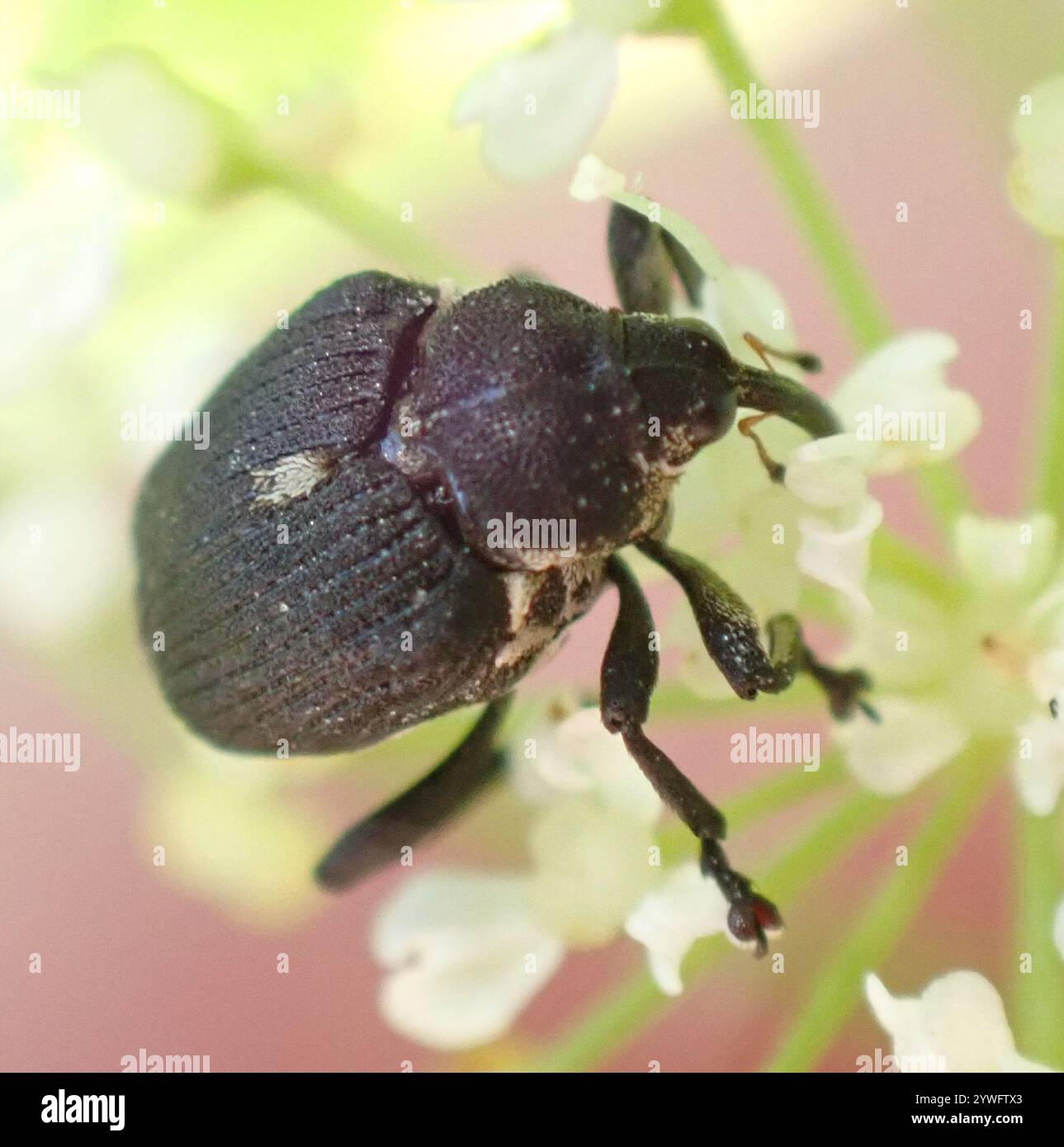 Mononychus punctumalbum hi-res stock photography and images - Alamy
