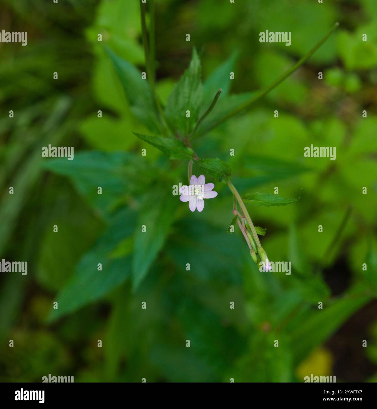 Broad-leaved Willowherb (Epilobium montanum Stock Photo - Alamy