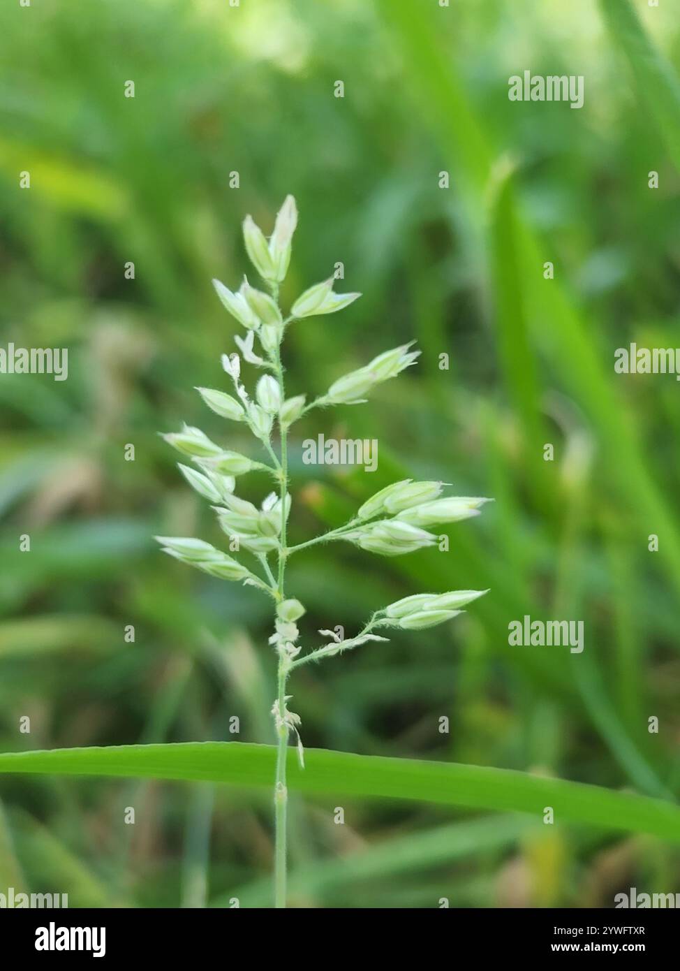 Annual Meadow-grass (Poa annua Stock Photo - Alamy