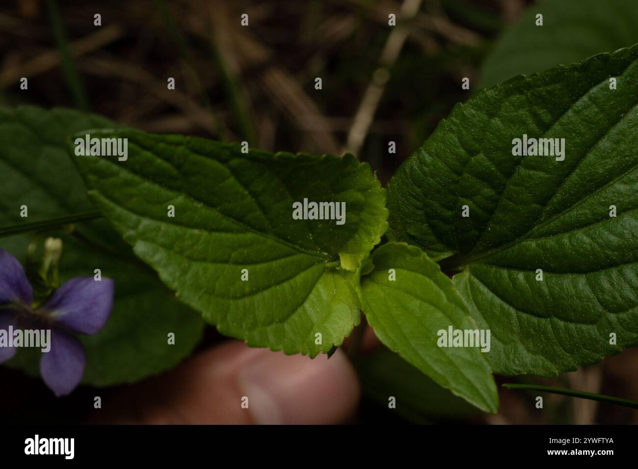 Heath Dog-Violet (Viola canina Stock Photo - Alamy