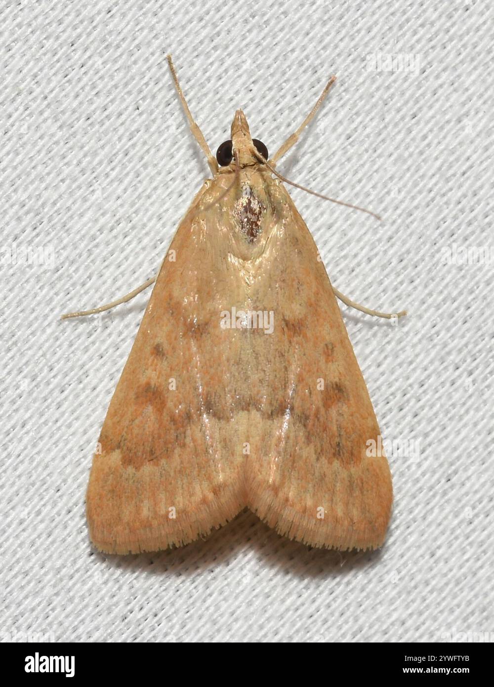 Garden Webworm Moth (Achyra rantalis Stock Photo - Alamy