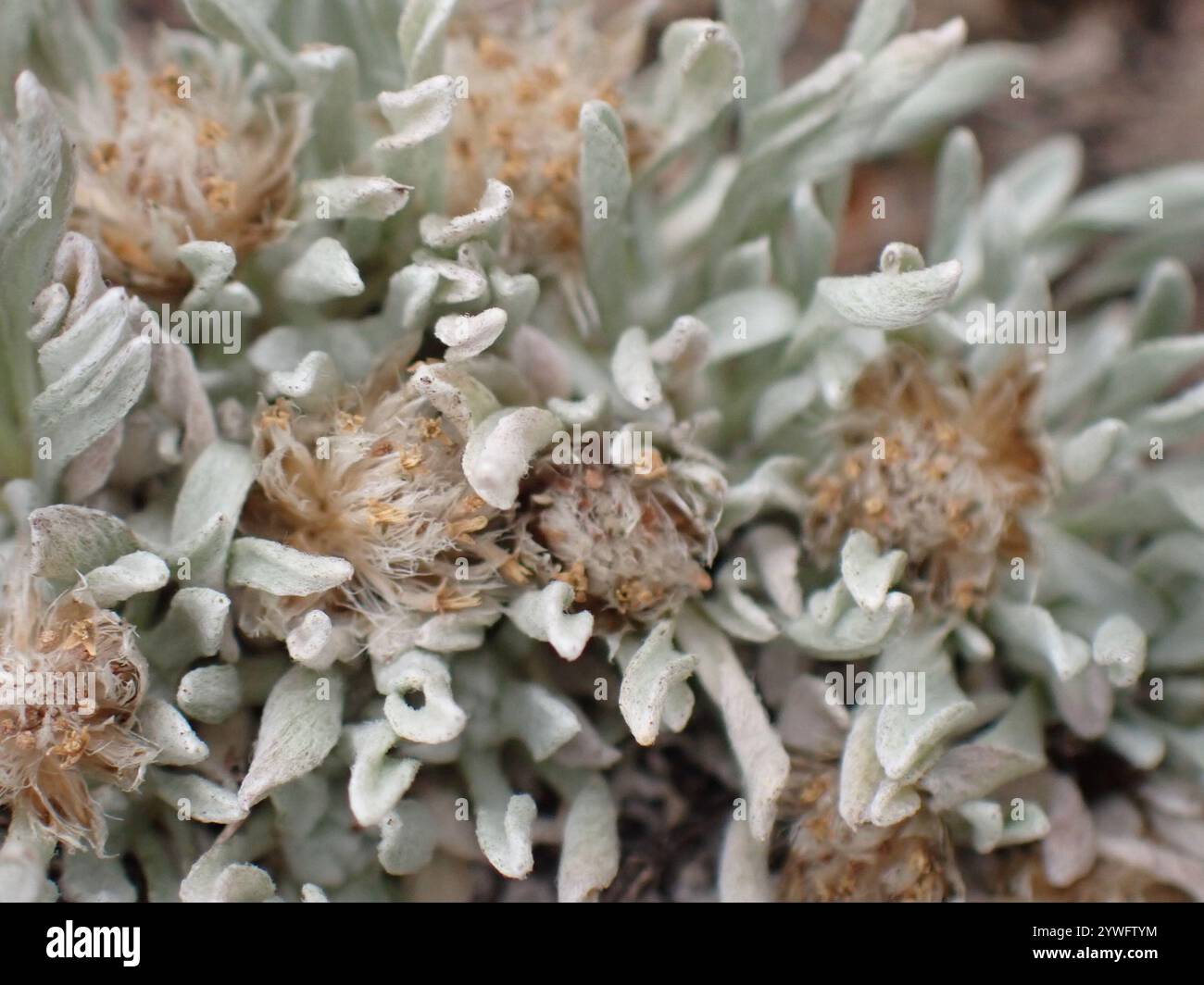 Low Pussytoes (Antennaria dimorpha Stock Photo - Alamy