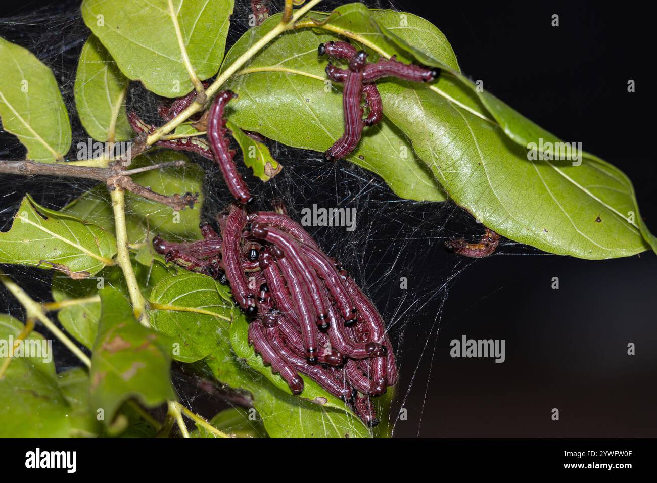 The early instar caterpillar of a Noctuidae, or Owlet Moth. They are ...