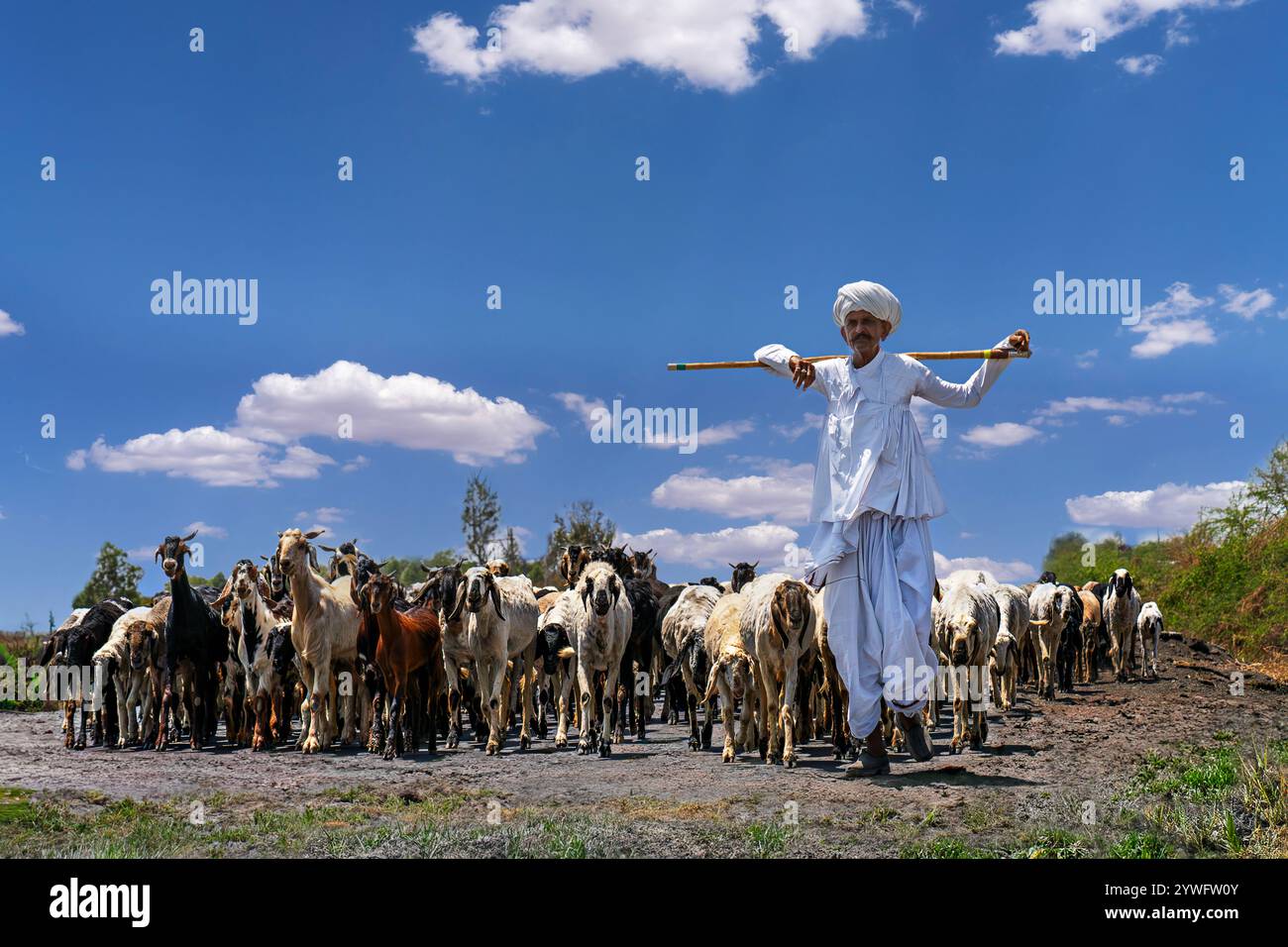 Rabari shepherd and his herd in Palitana, India Stock Photo - Alamy