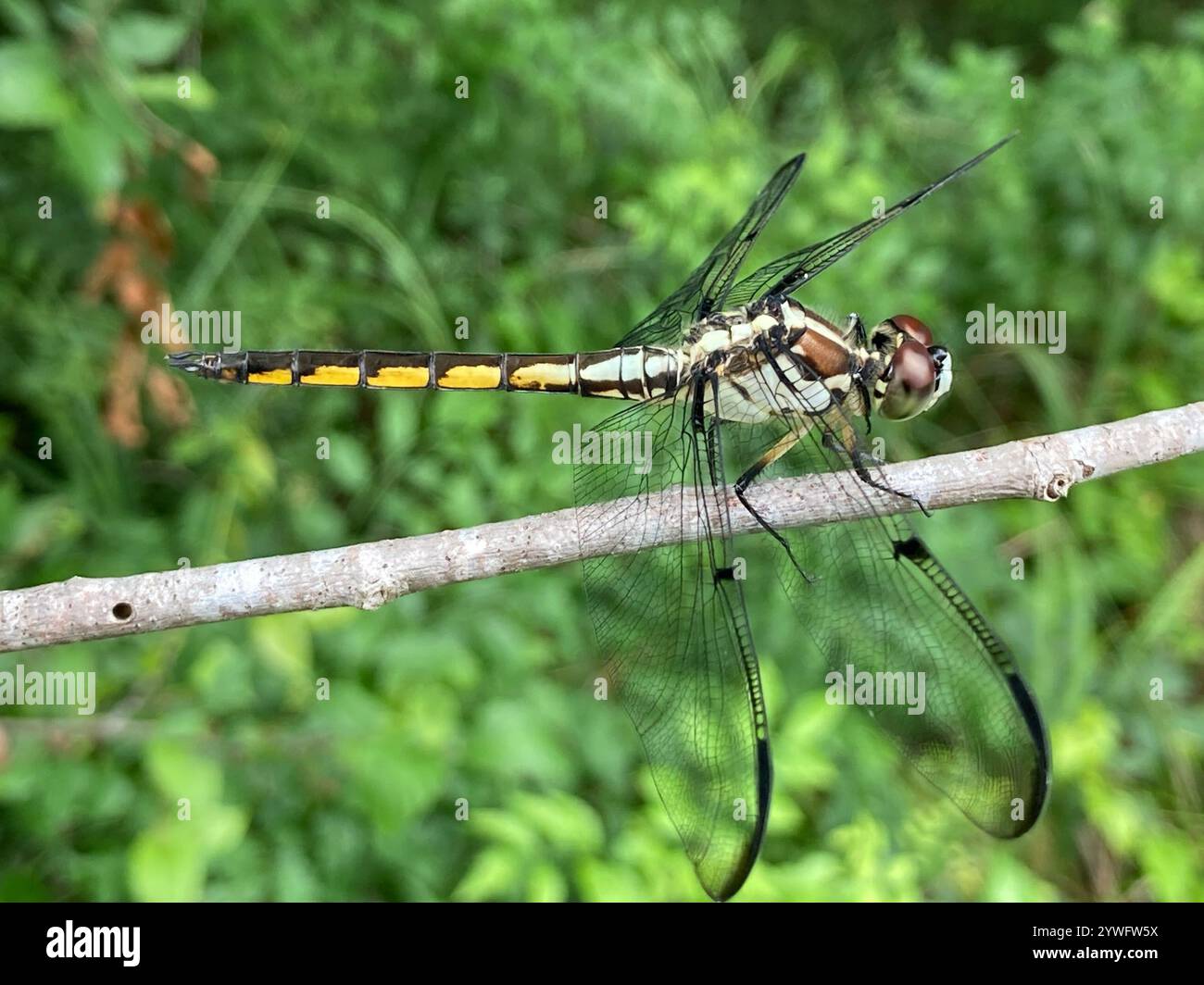 Great Blue Skimmer (Libellula vibrans Stock Photo - Alamy