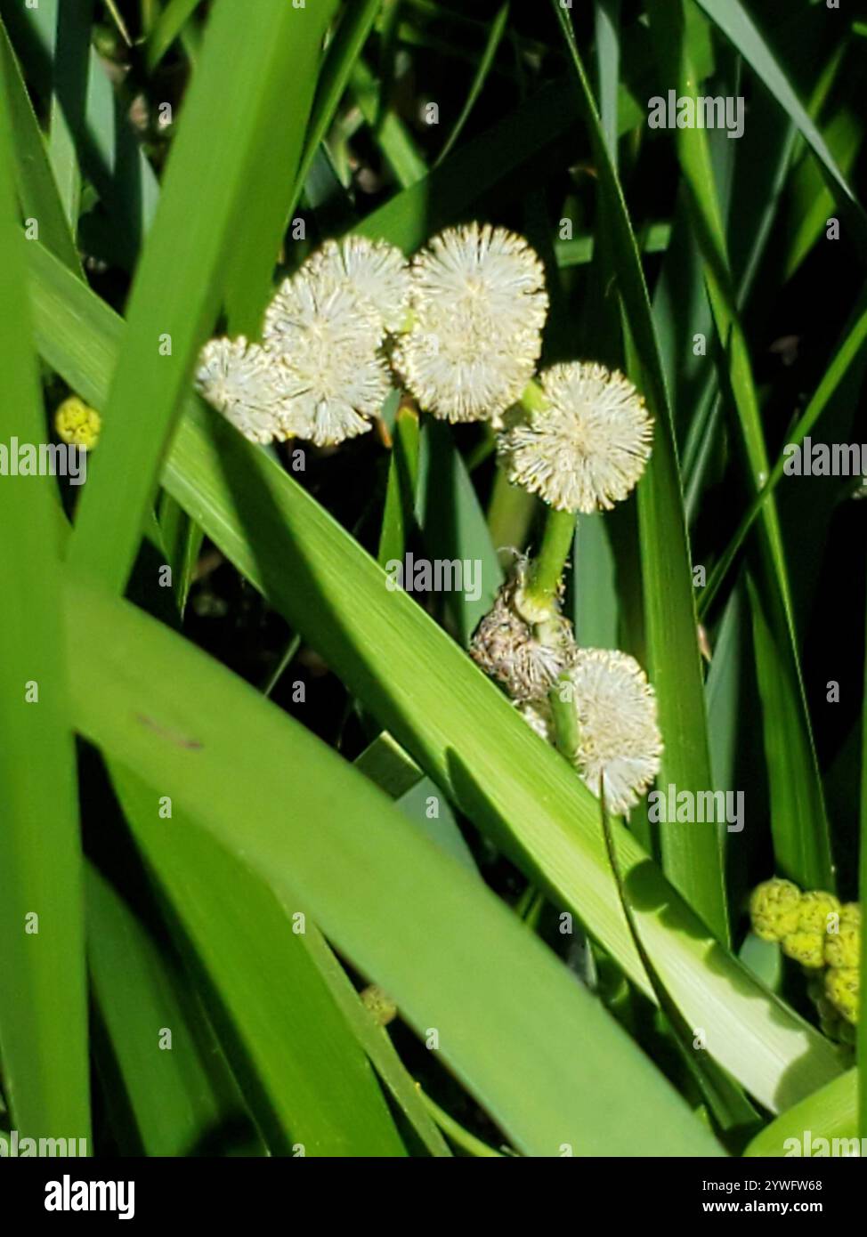 big bur-reed (Sparganium eurycarpum Stock Photo - Alamy