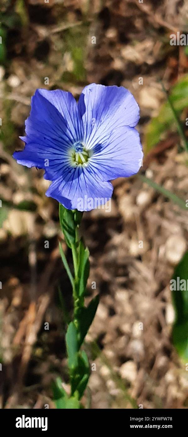 common flax (Linum usitatissimum Stock Photo - Alamy
