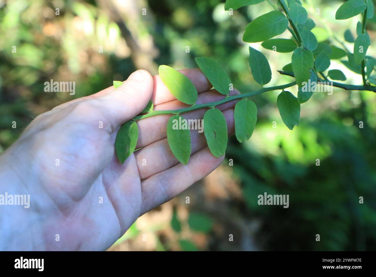 Red Huckleberry (Vaccinium parvifolium Stock Photo - Alamy