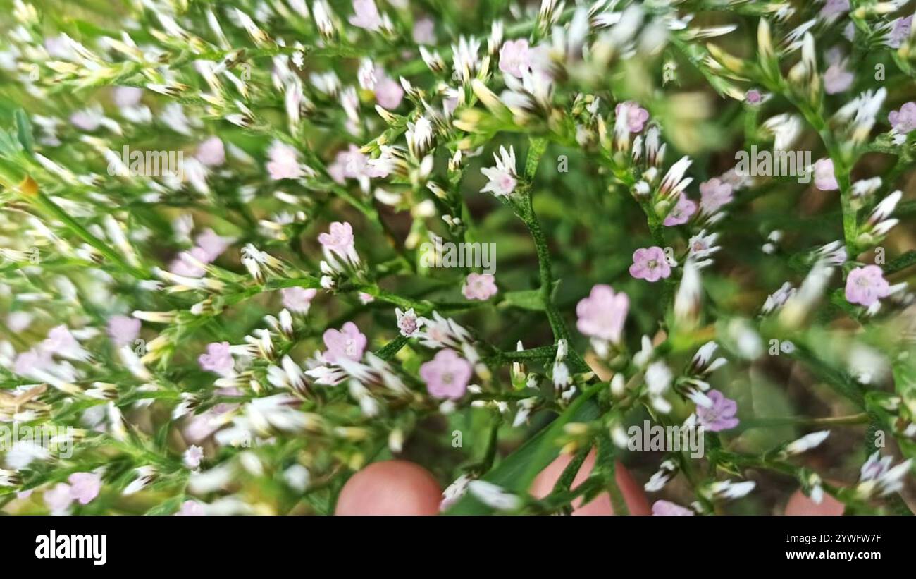 German Statice (Goniolimon tataricum Stock Photo - Alamy