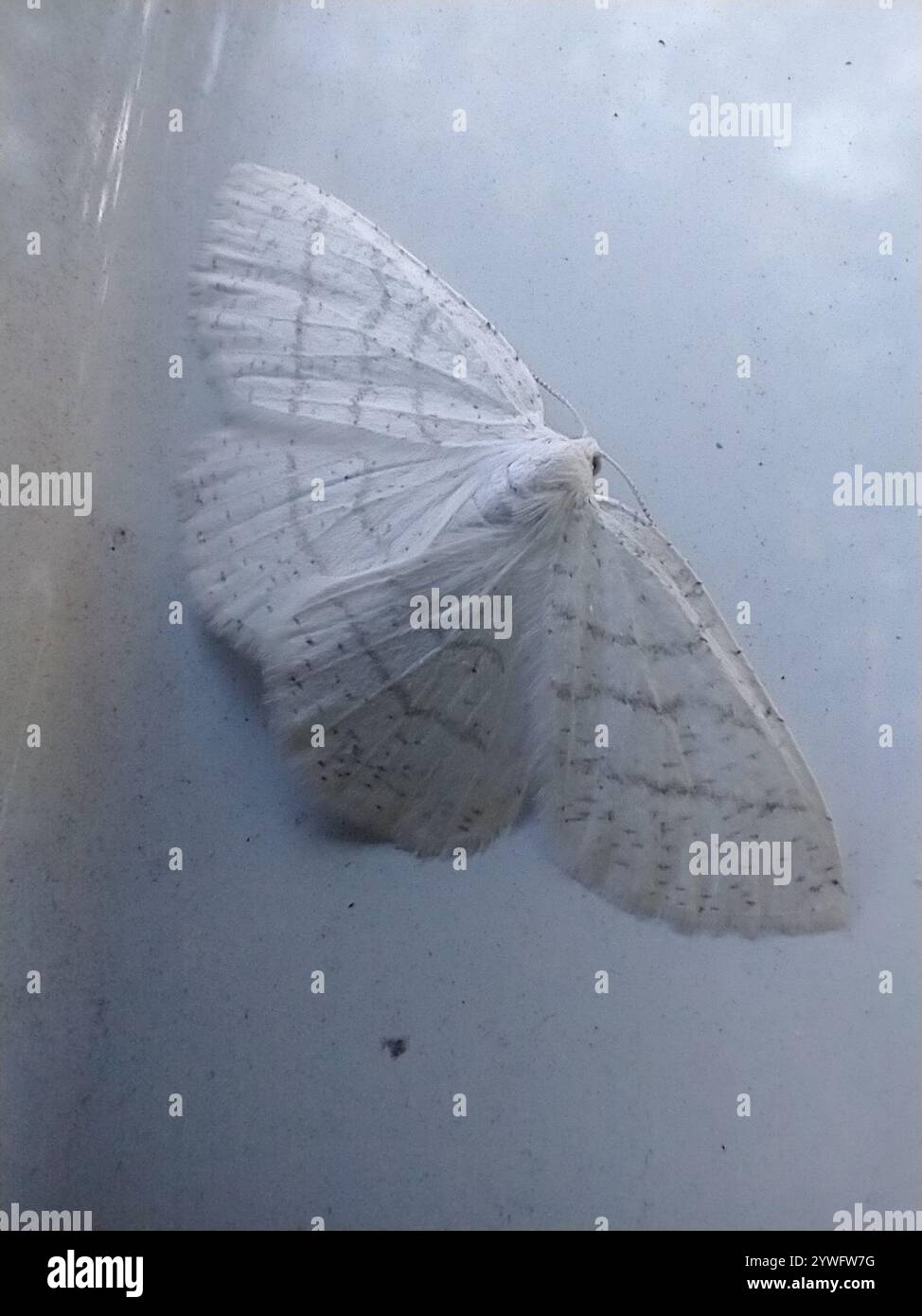 Common White Wave (Cabera pusaria Stock Photo - Alamy