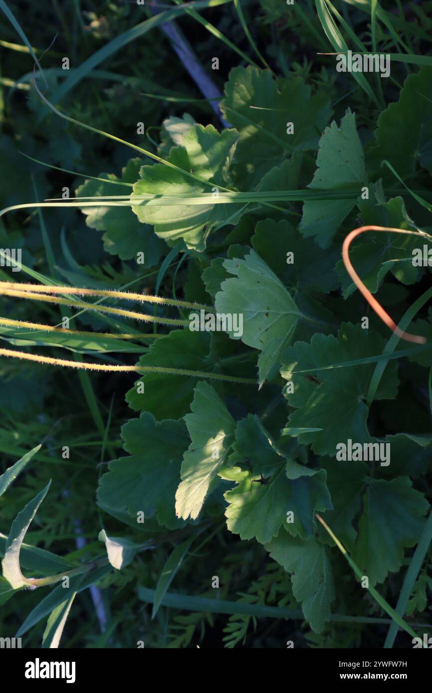 prairie alumroot (Heuchera richardsonii Stock Photo - Alamy