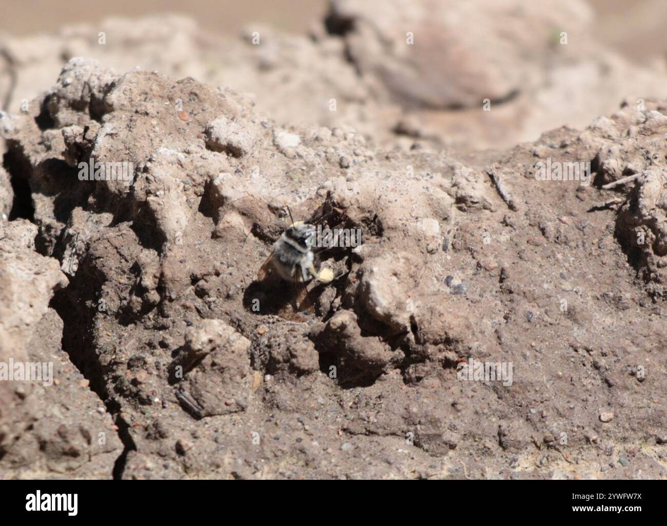 Common Digger Bees (Anthophora Stock Photo - Alamy