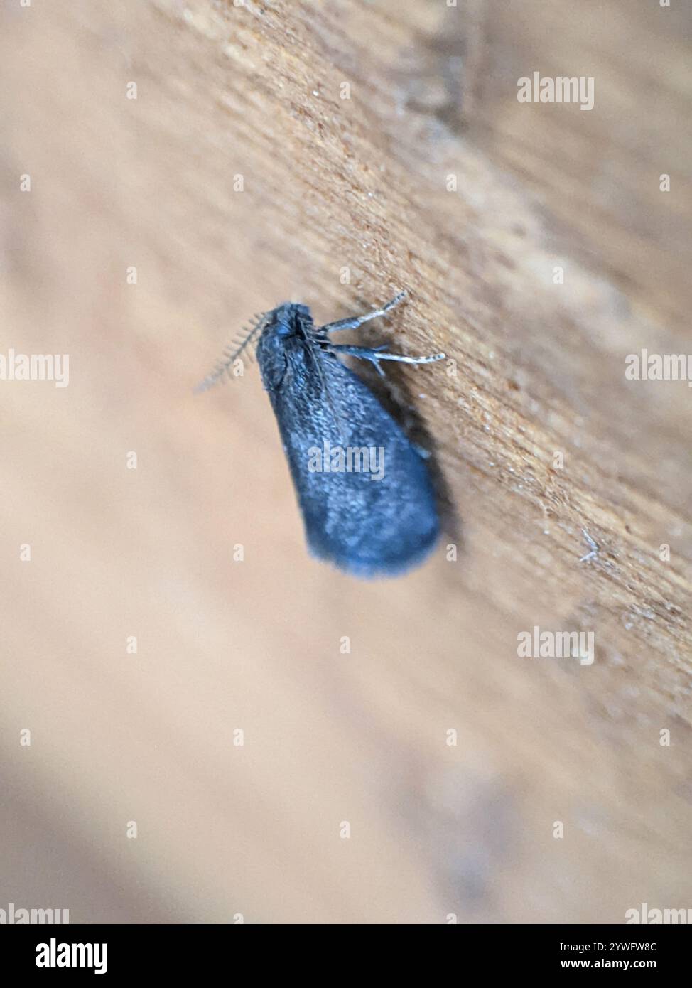 Common Bagworm Moth (Psyche casta Stock Photo - Alamy