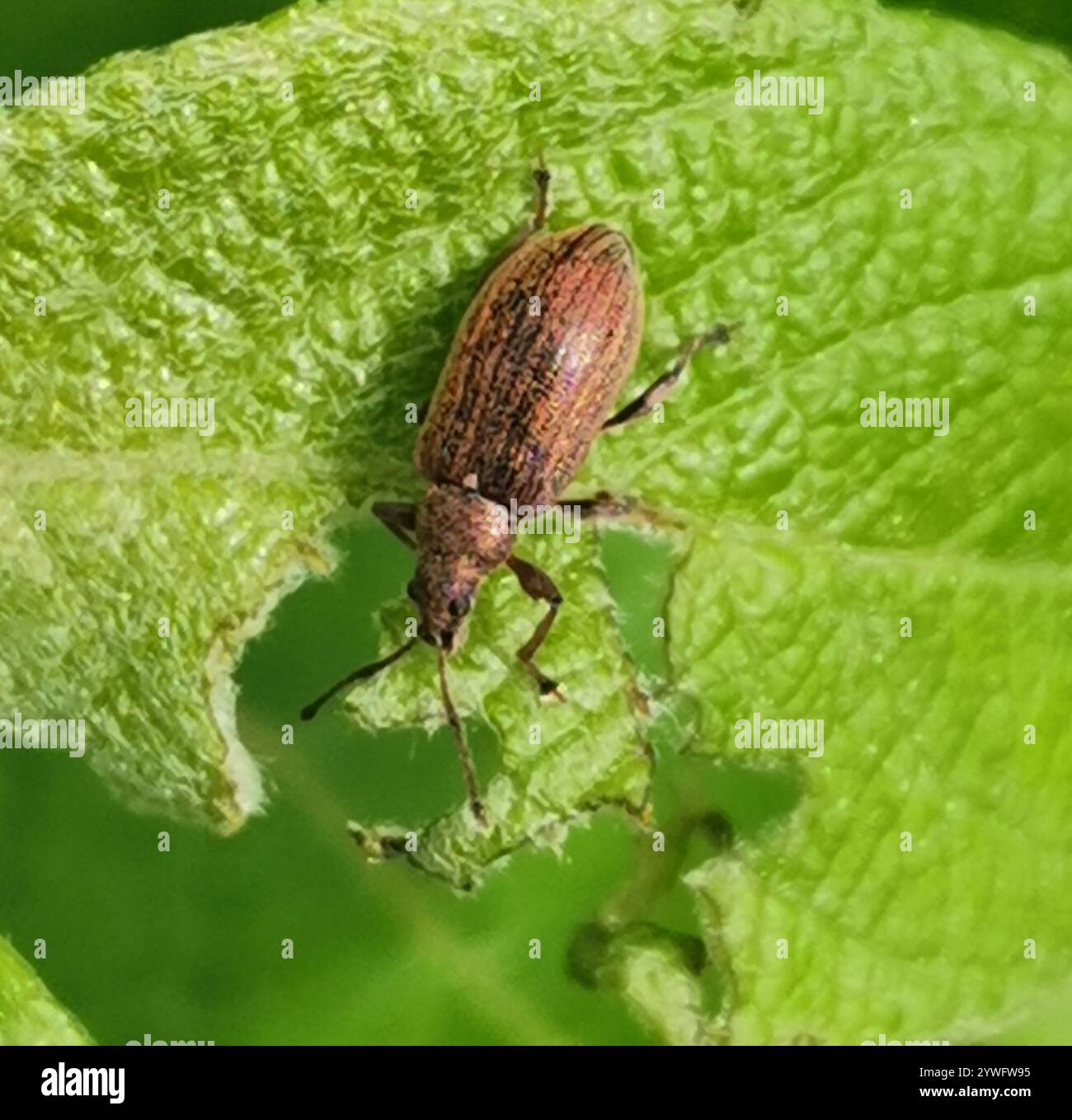 Common Leaf Weevil (Phyllobius pyri Stock Photo - Alamy