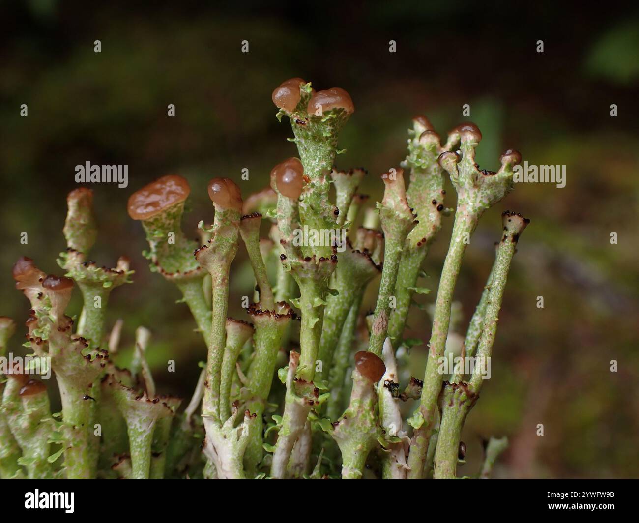 Smooth Horn Lichen (Cladonia gracilis Stock Photo - Alamy