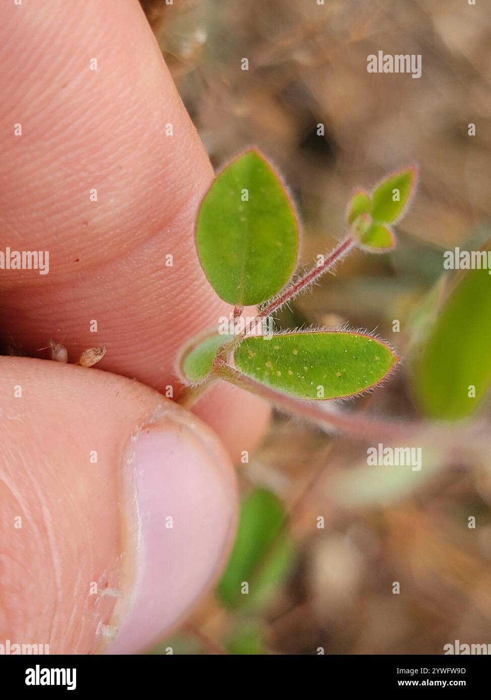 Spanish clover (Acmispon americanus Stock Photo - Alamy