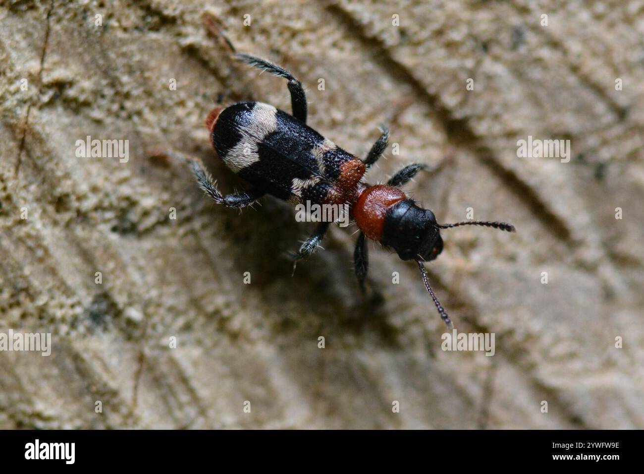 European Red-bellied Clerid (Thanasimus formicarius Stock Photo - Alamy