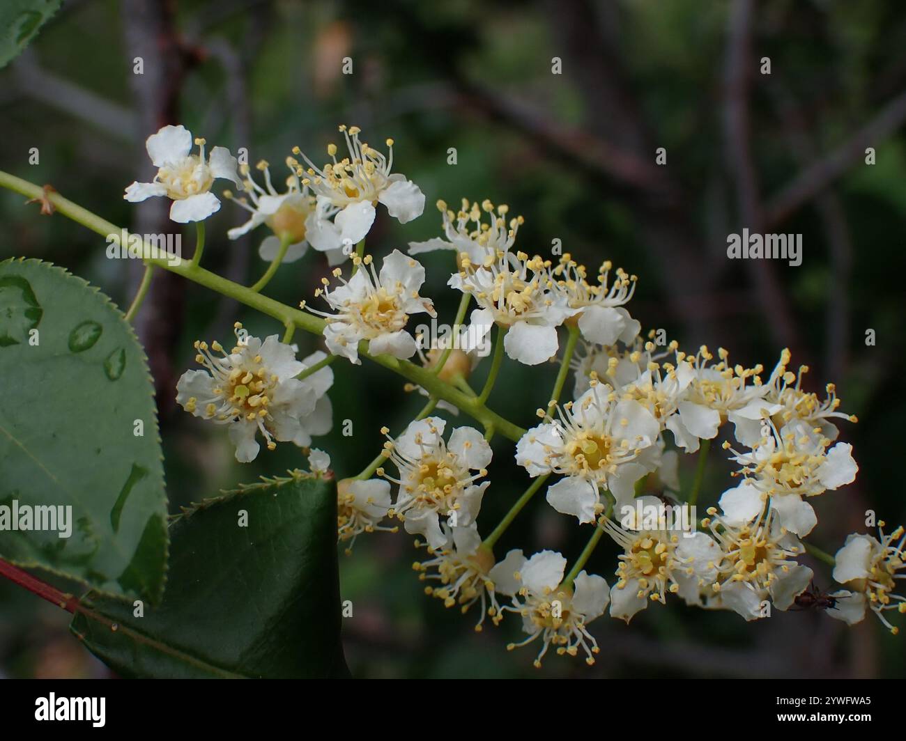 chokecherry (Prunus virginiana Stock Photo - Alamy