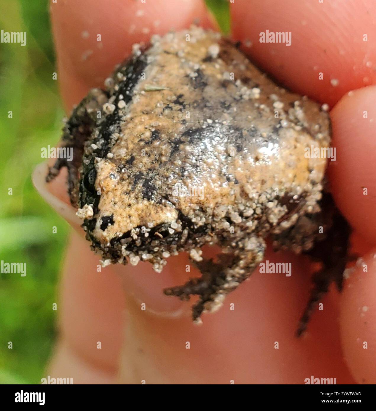 Eastern Narrow-mouthed Toad (Gastrophryne carolinensis Stock Photo - Alamy