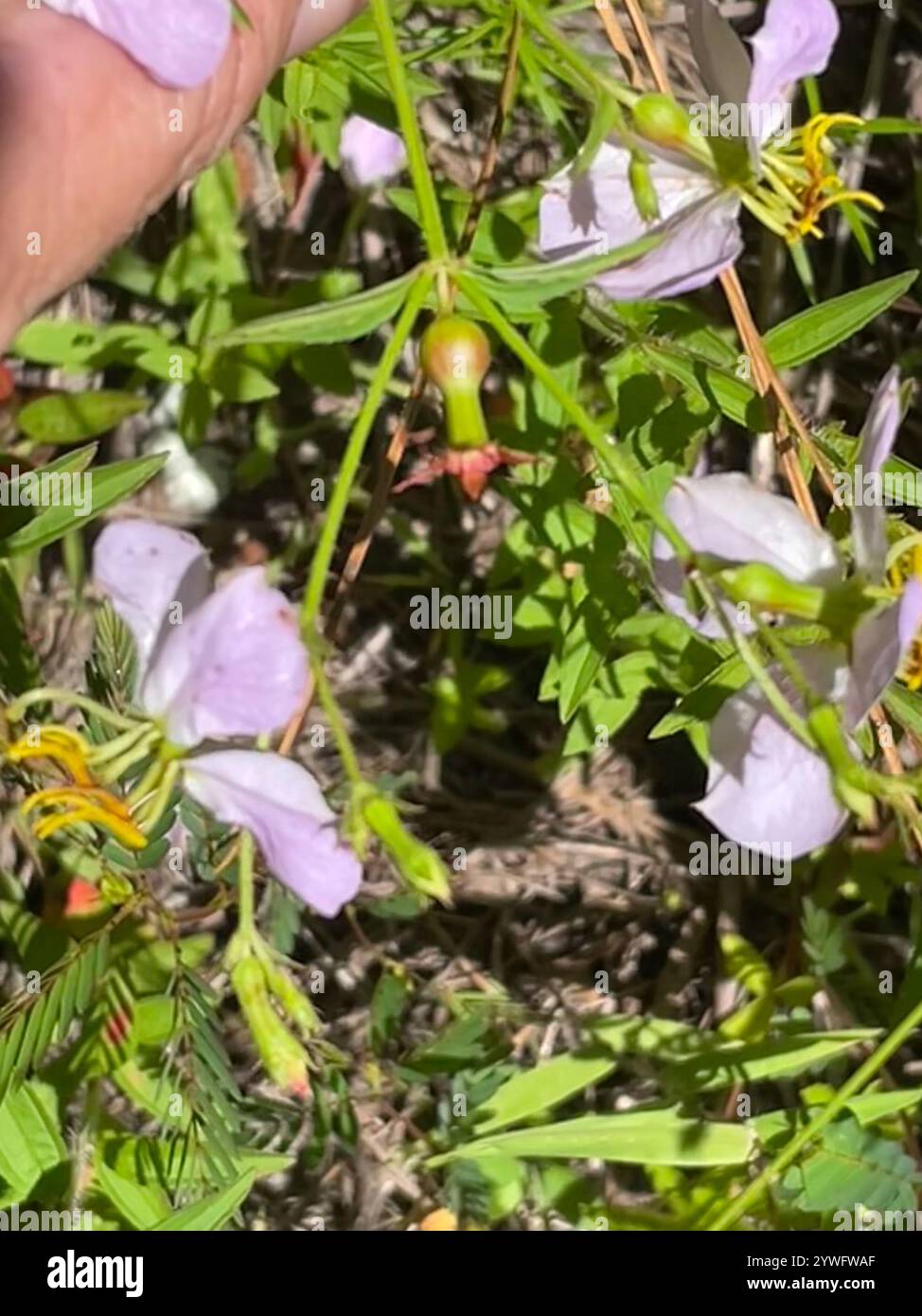 Maryland meadowbeauty (Rhexia mariana Stock Photo - Alamy