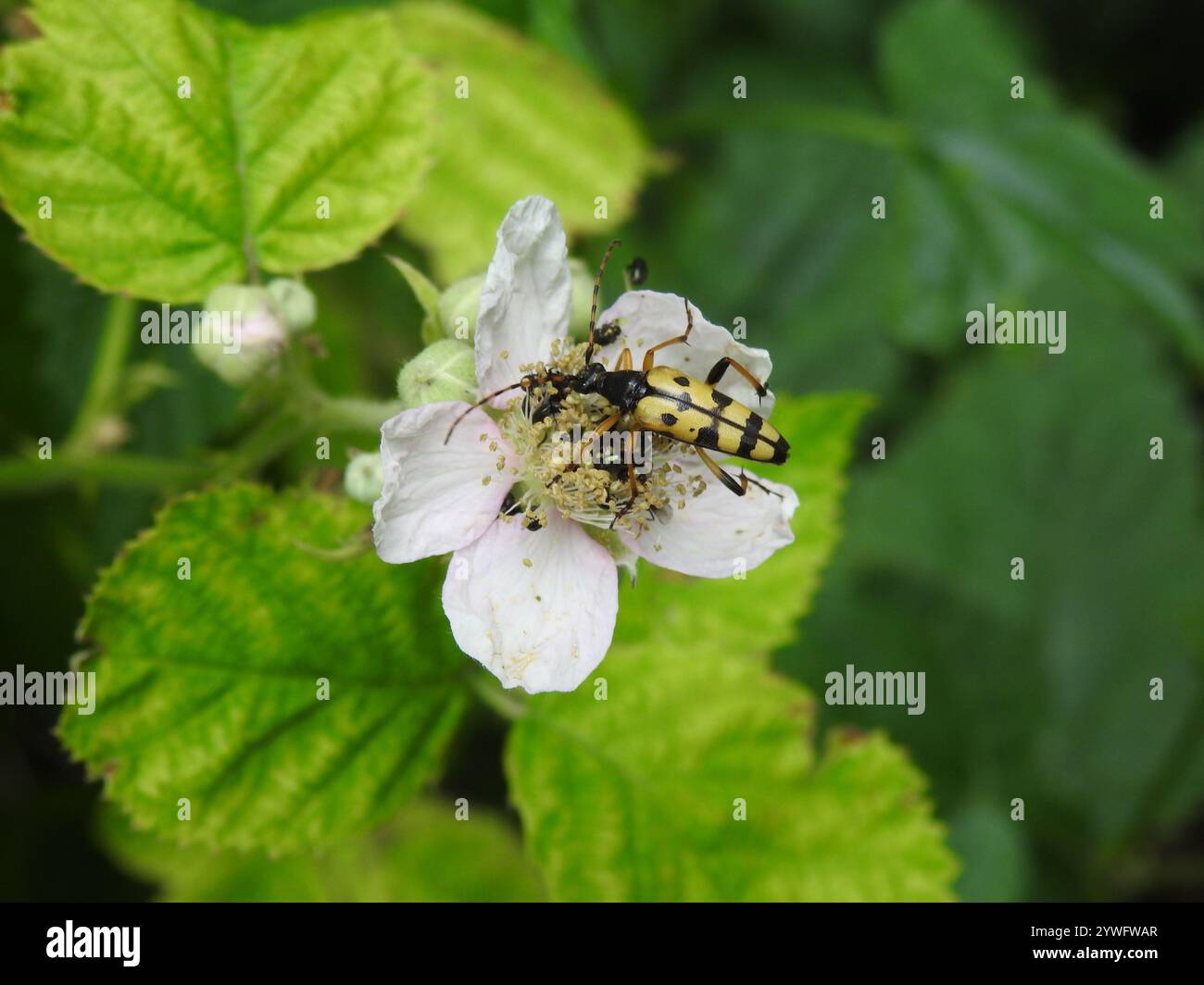 Spotted Longhorn Beetle (Rutpela maculata Stock Photo - Alamy