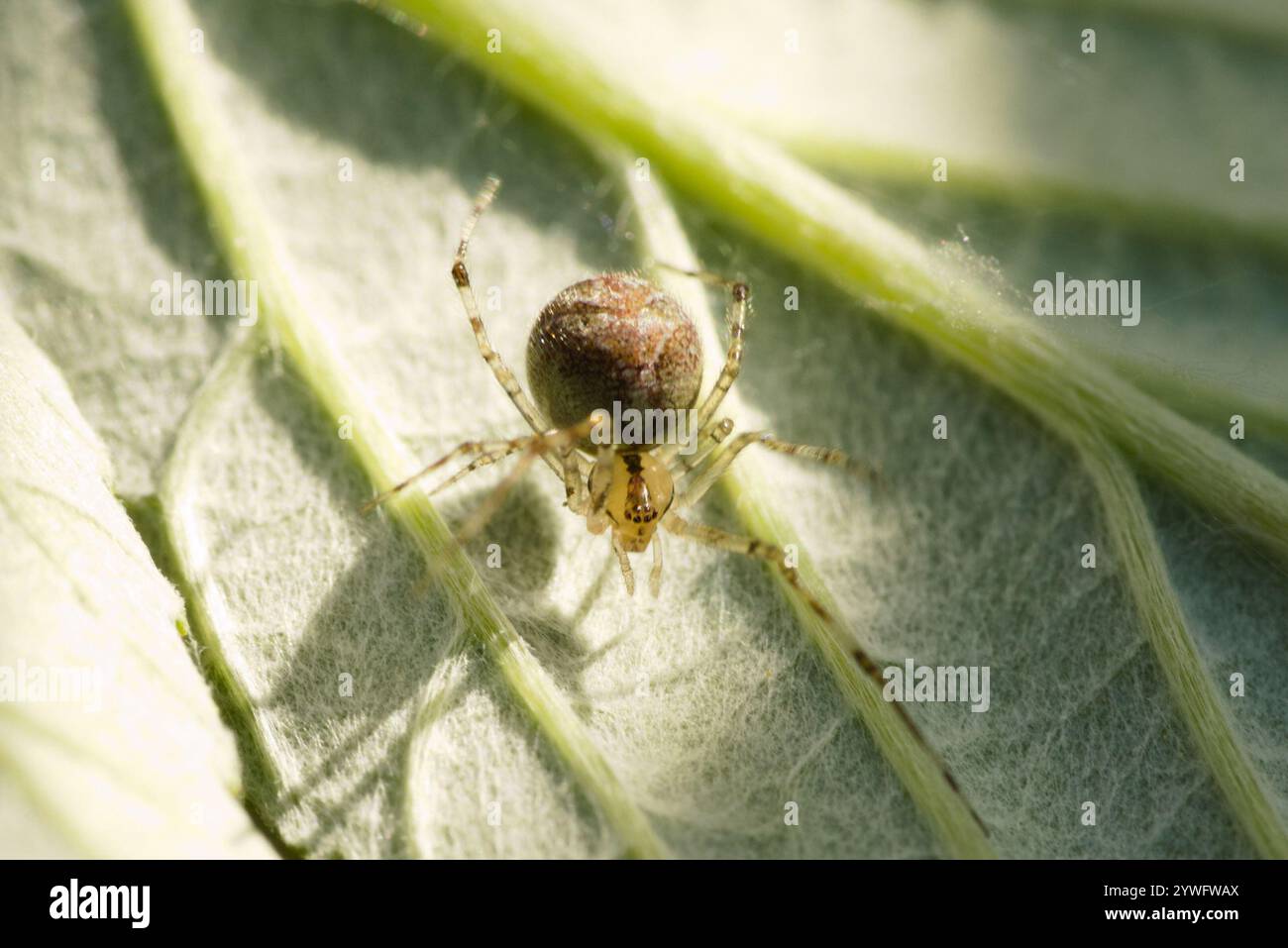 Comb-footed Spiders (Theridiidae Stock Photo - Alamy