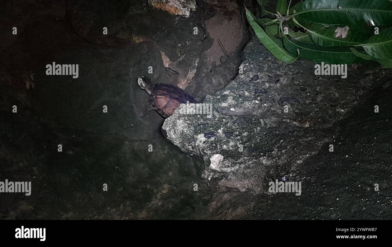 Scorpion Mud Turtle (Kinosternon scorpioides Stock Photo - Alamy