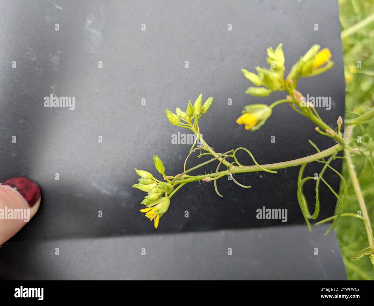 Tall Tumblemustard (Sisymbrium altissimum Stock Photo - Alamy