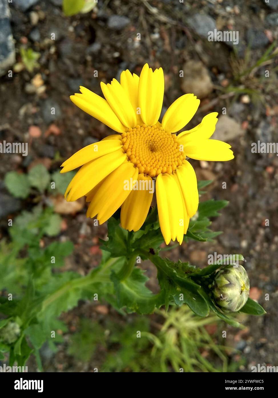Corn Marigold (Glebionis segetum Stock Photo - Alamy