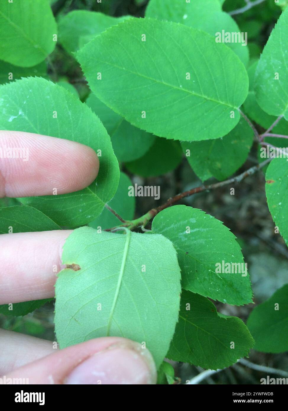 Running Serviceberry (Amelanchier stolonifera Stock Photo - Alamy