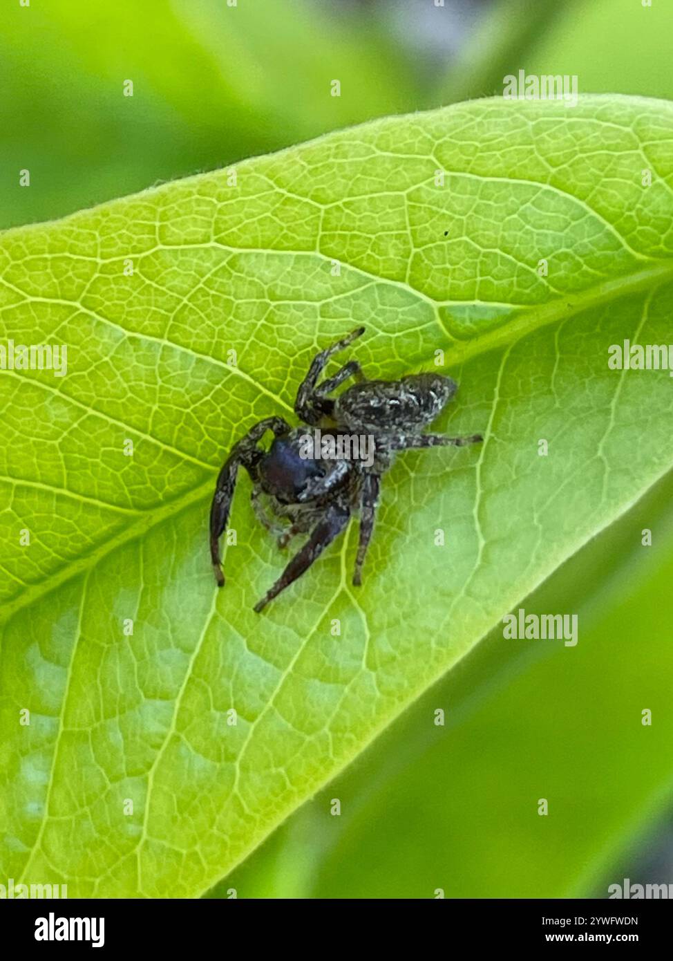 Bronze Jumping Spider (Eris militaris Stock Photo - Alamy