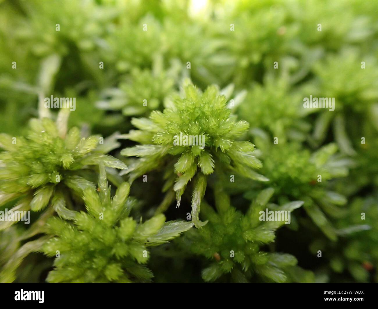 Pacific Peatmoss (Sphagnum pacificum Stock Photo - Alamy
