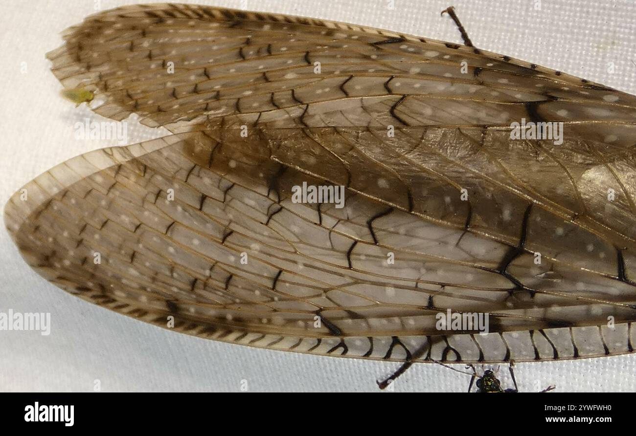 Eastern Dobsonfly (Corydalus cornutus Stock Photo - Alamy