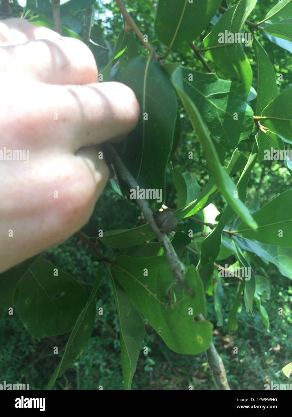 water oak (Quercus nigra Stock Photo - Alamy