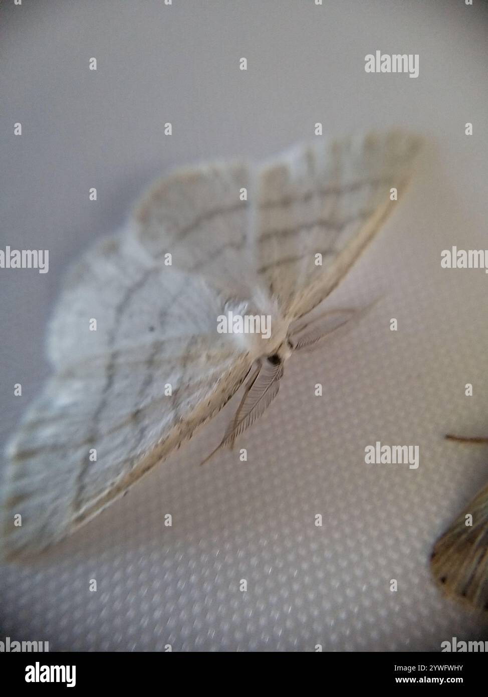 Common White Wave (Cabera pusaria Stock Photo - Alamy