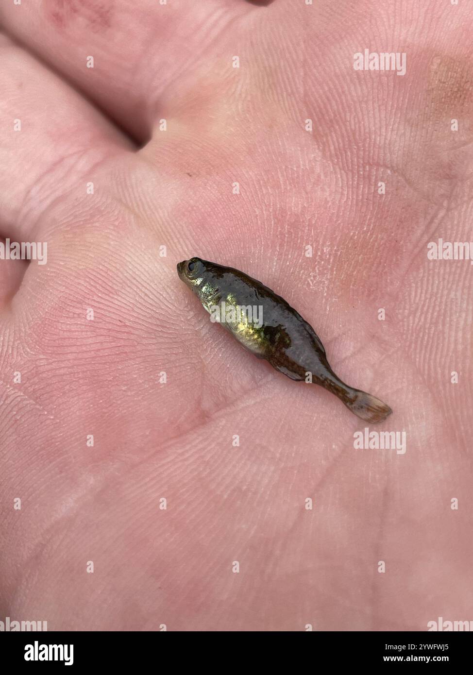 Brook Stickleback (Culaea inconstans Stock Photo - Alamy
