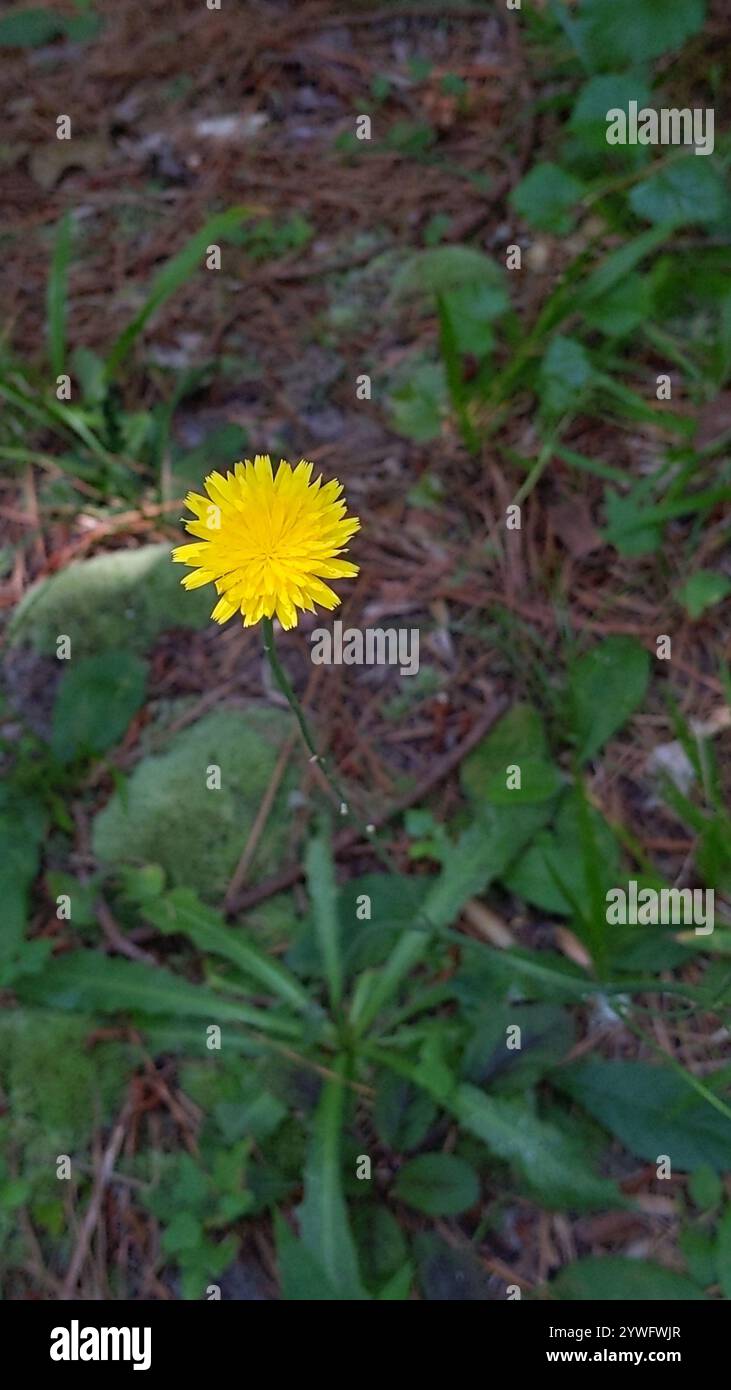 Autumn Hawkbit (Scorzoneroides autumnalis Stock Photo - Alamy
