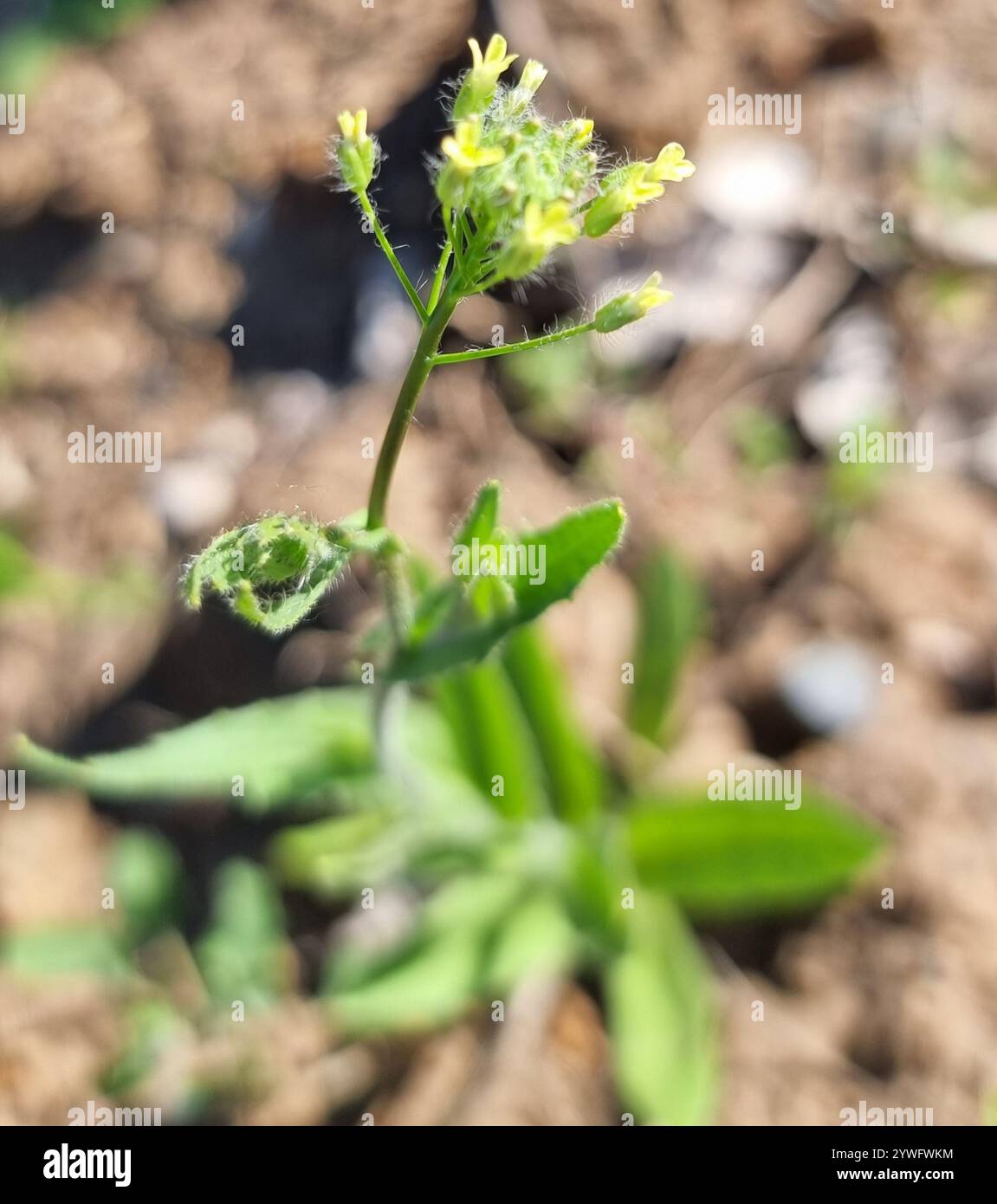 littlepod false flax (Camelina microcarpa Stock Photo - Alamy