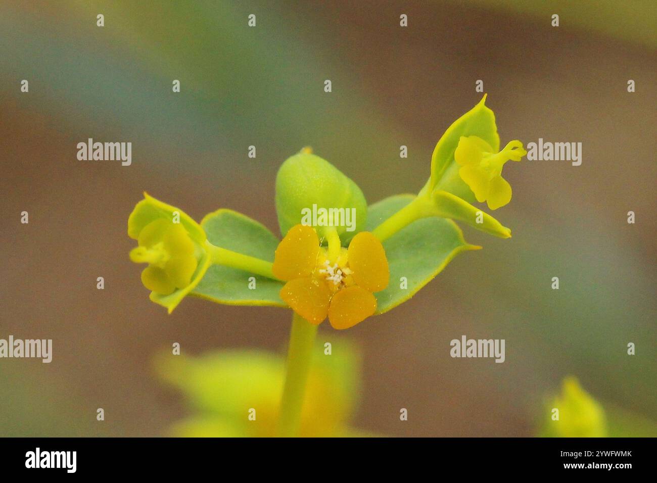steppe spurge (Euphorbia seguieriana Stock Photo - Alamy